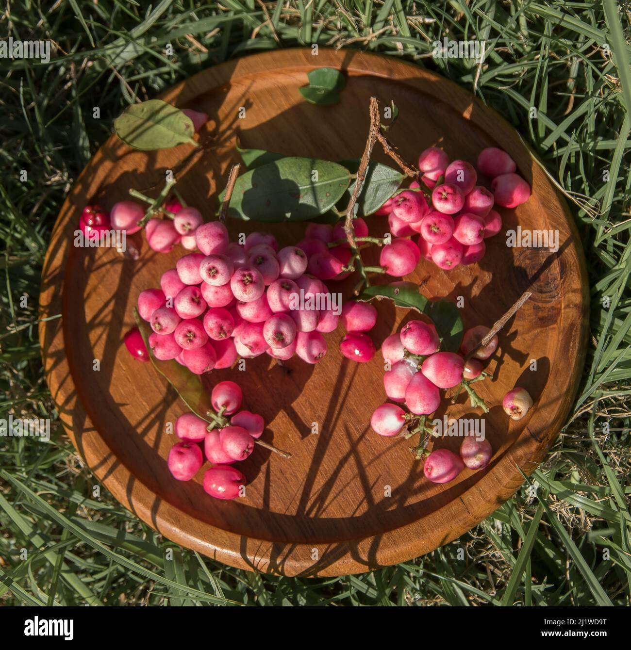 Bush tucker berries hi-res stock photography and images - Alamy