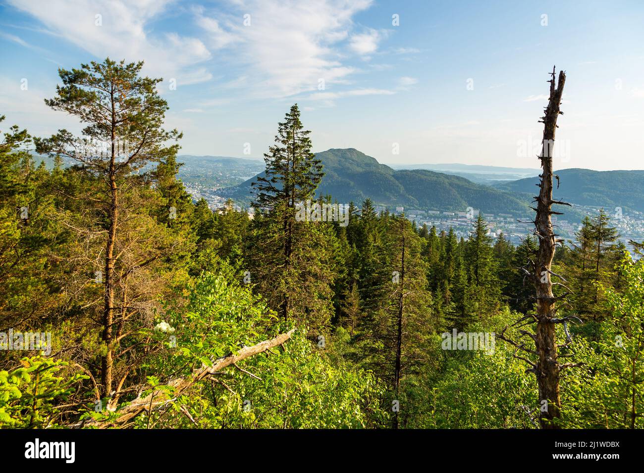 The forest on the Floyen hill. View of Bergen town in the background ...