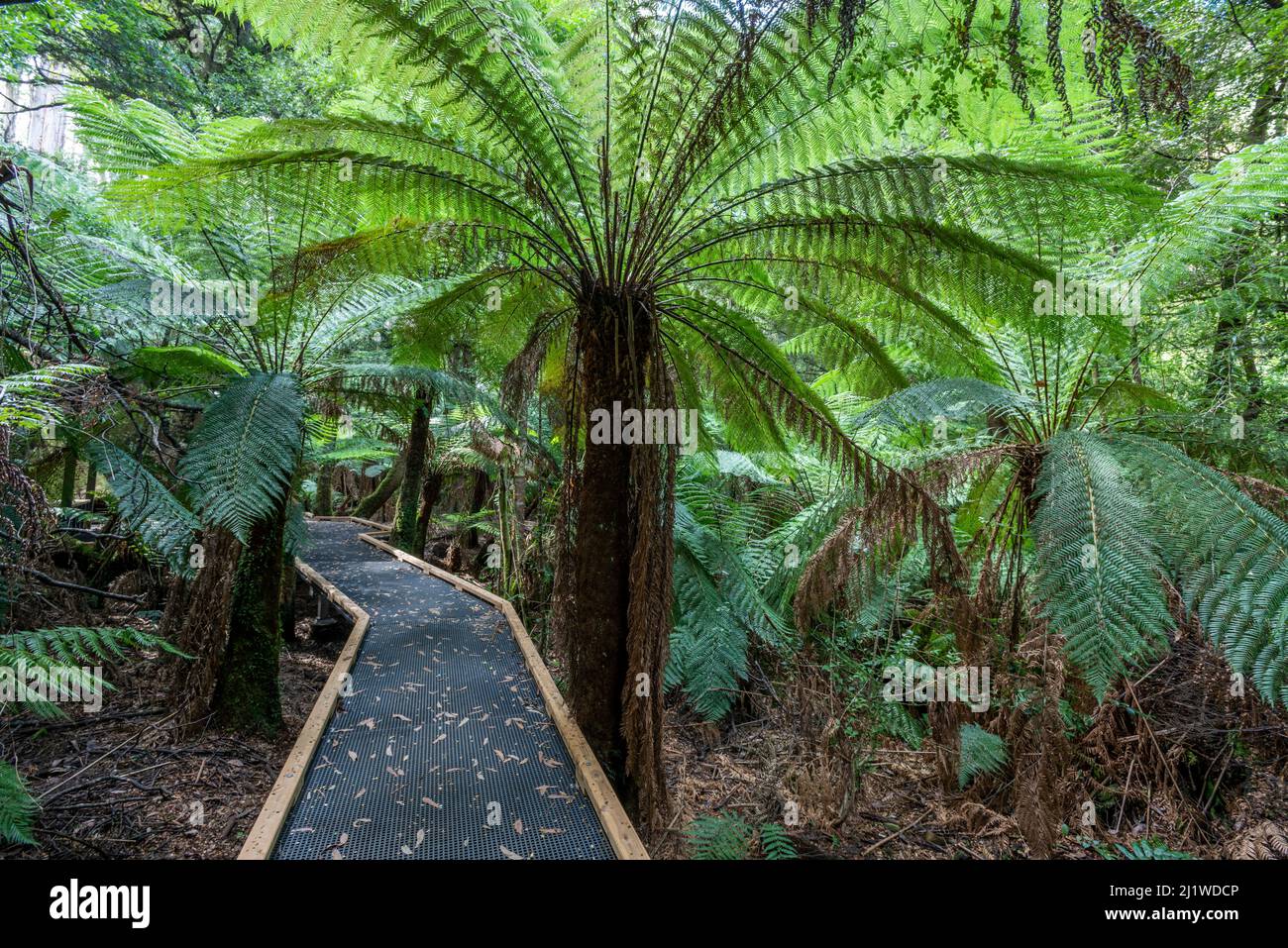 Rainforest boardwalk through spectacular Wirrawilla cool temperate ...