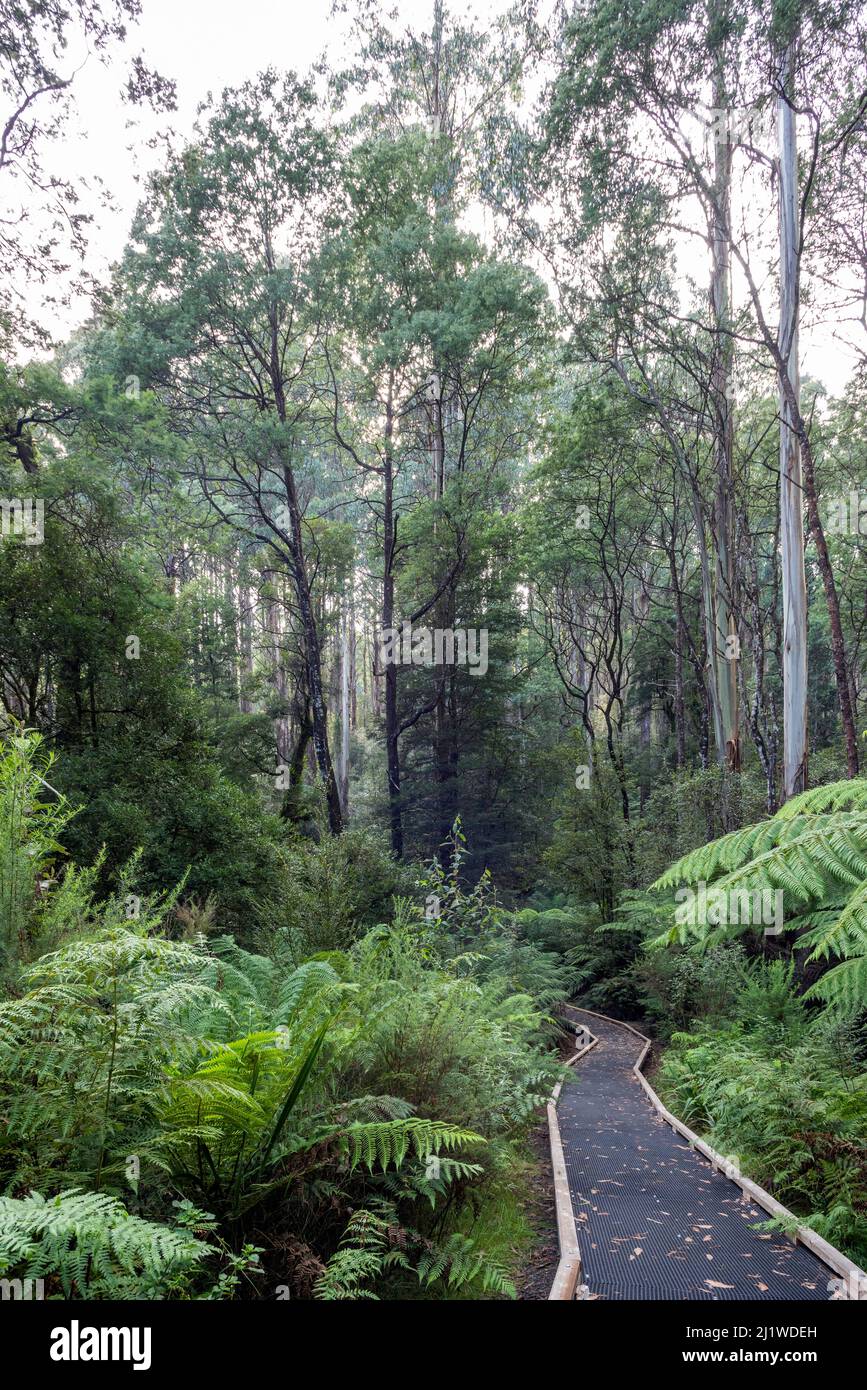 Rainforest boardwalk through spectacular Wirrawilla cool temperate ...