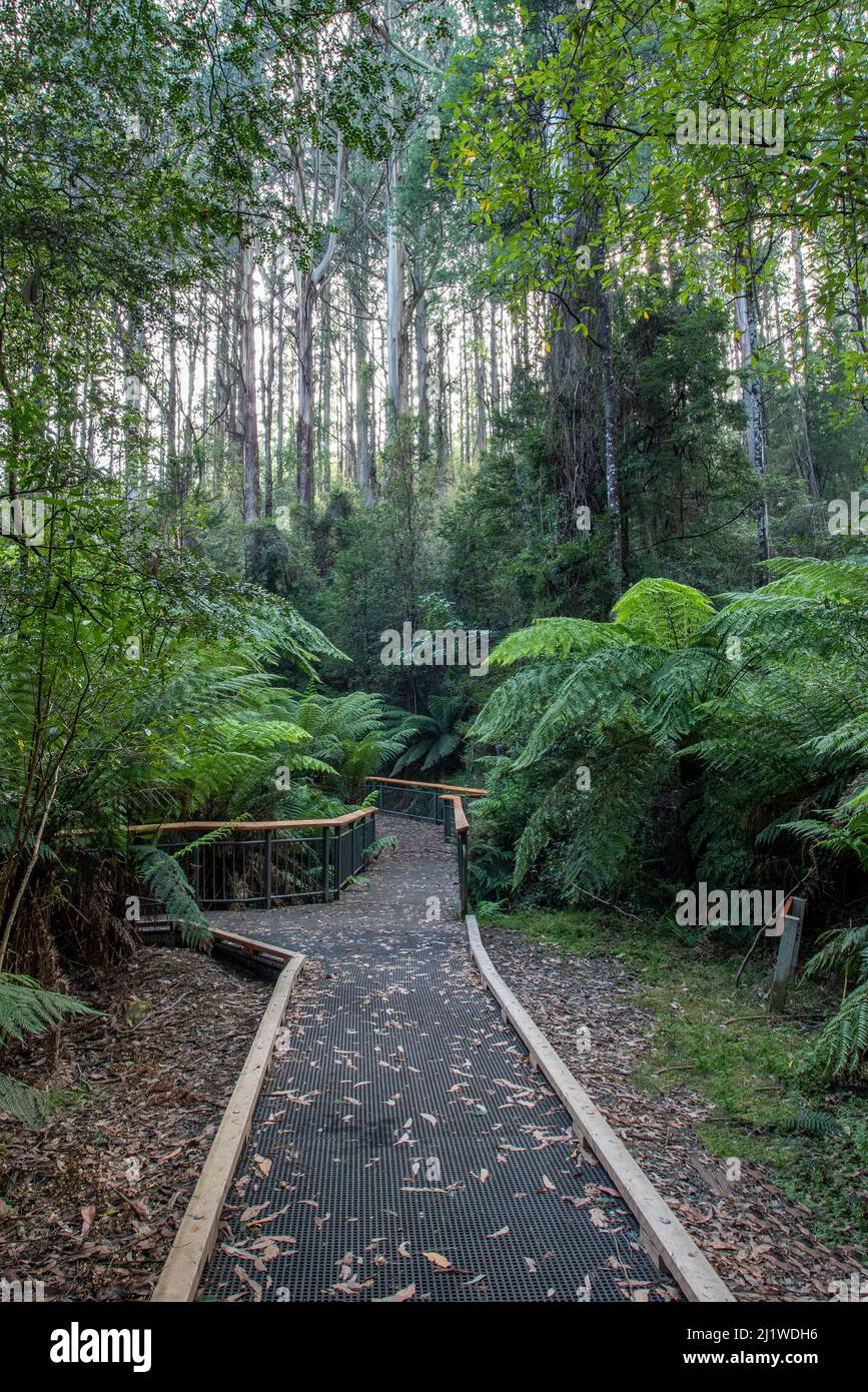 Rainforest boardwalk through spectacular Wirrawilla cool temperate ...
