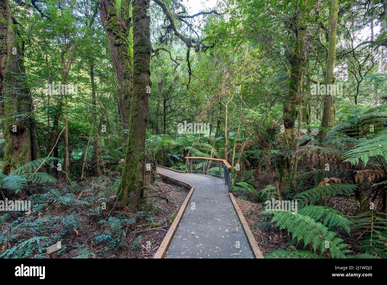 Rainforest boardwalk through spectacular Wirrawilla cool temperate ...