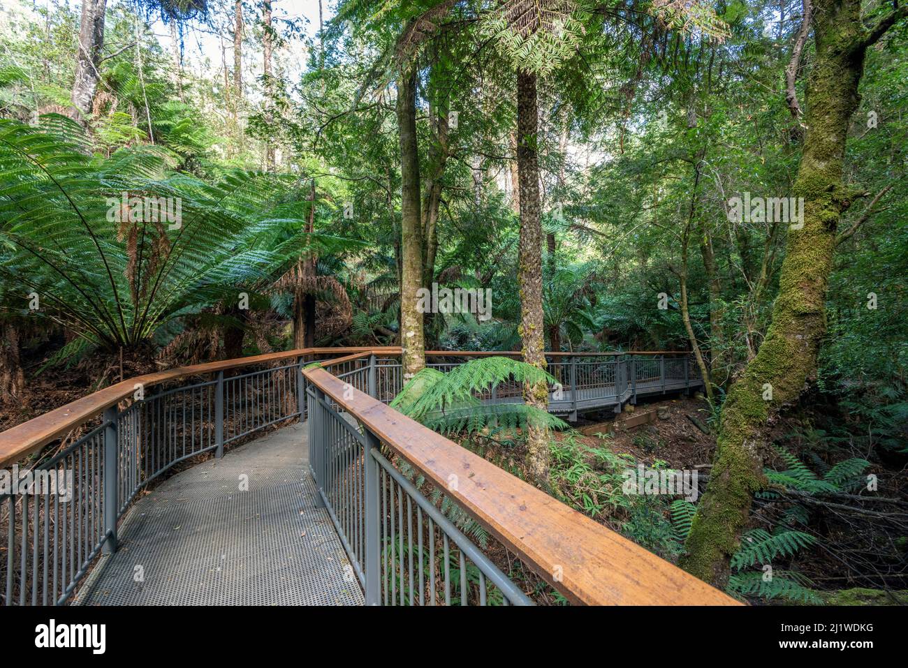 Rainforest boardwalk through spectacular Wirrawilla cool temperate ...