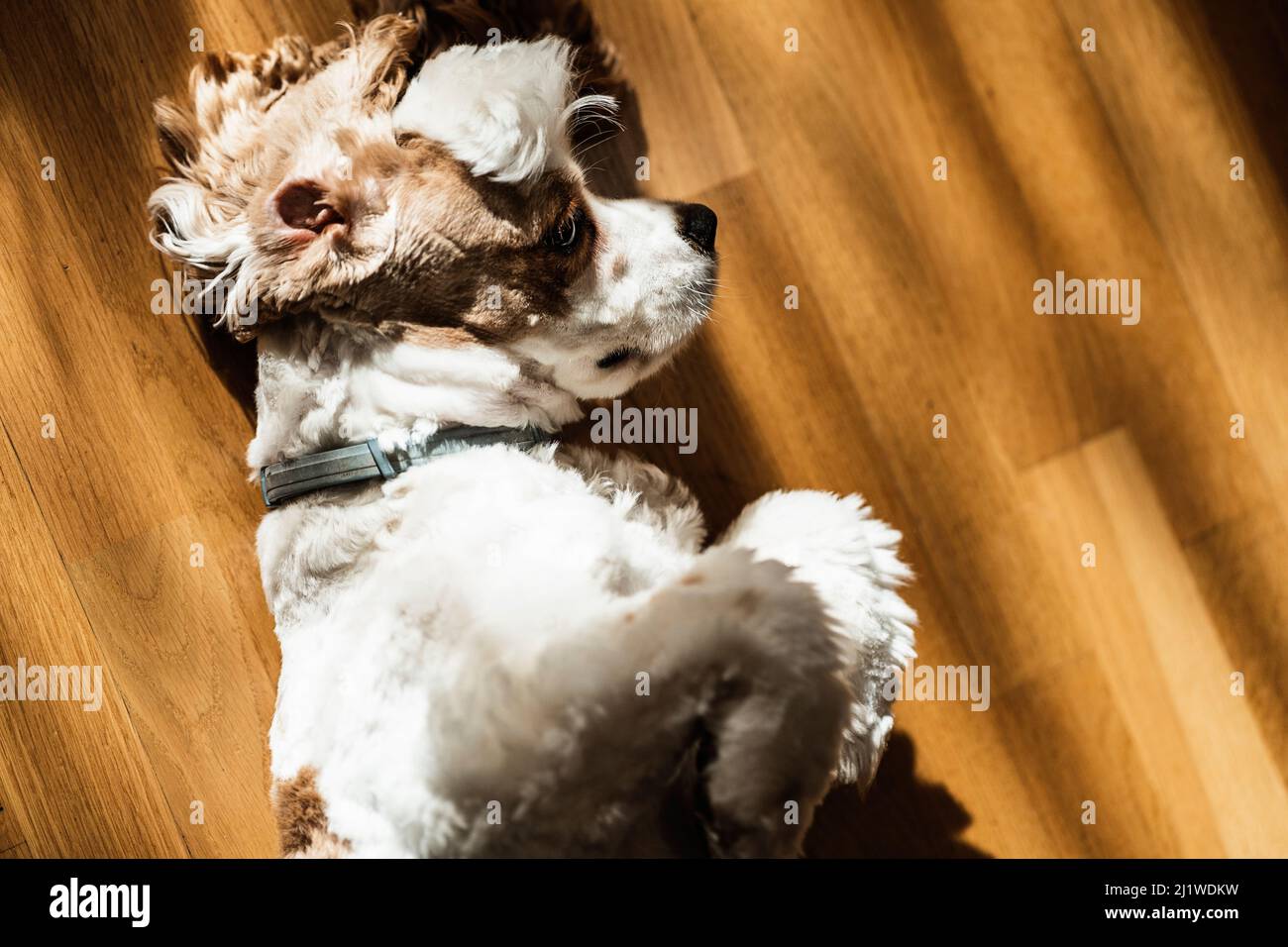 puppy pet inside house lying on the floor. Brown and white Cocker ...