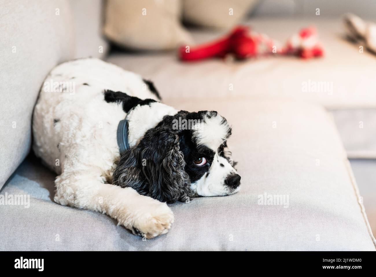 puppy pet inside house lying on the floor. Black and white Cocker ...