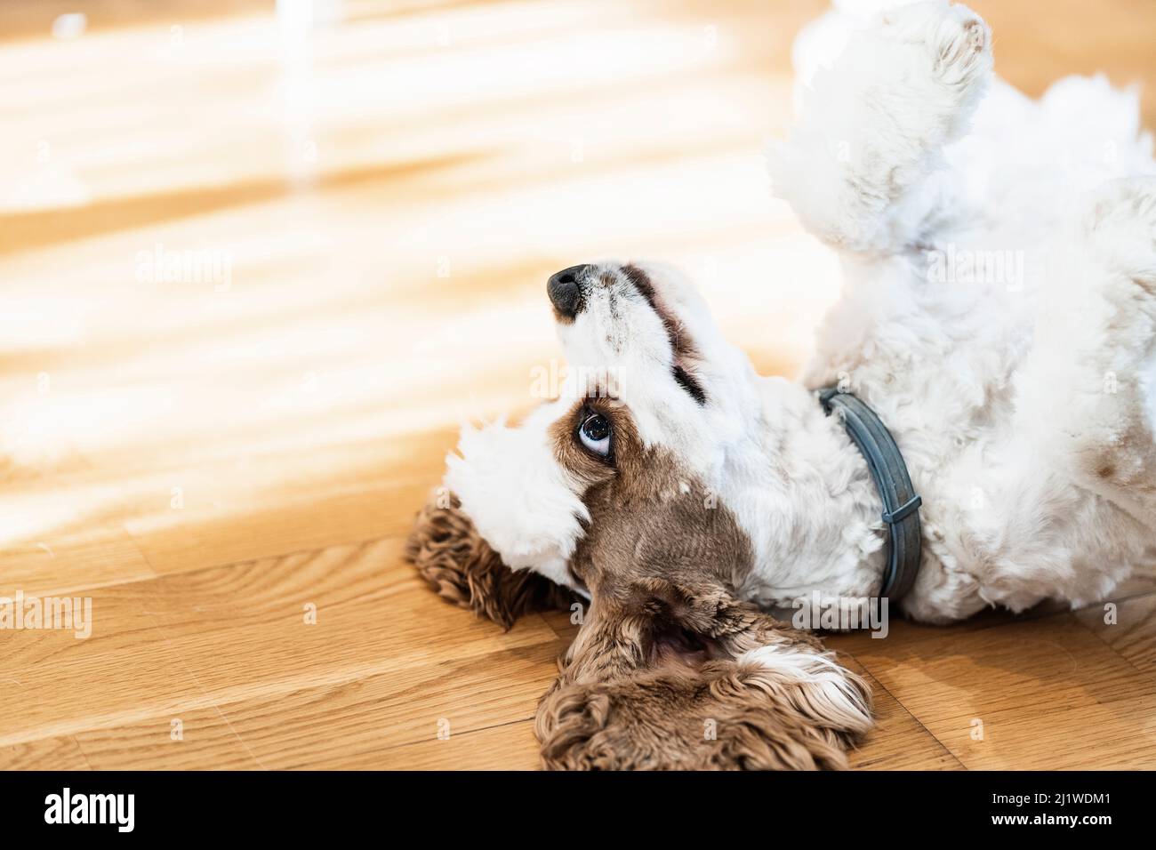 puppy pet inside house lying on the floor. Brown and white Cocker ...