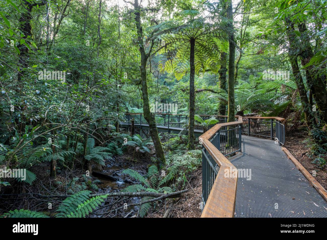 Rainforest boardwalk through spectacular Wirrawilla cool temperate ...