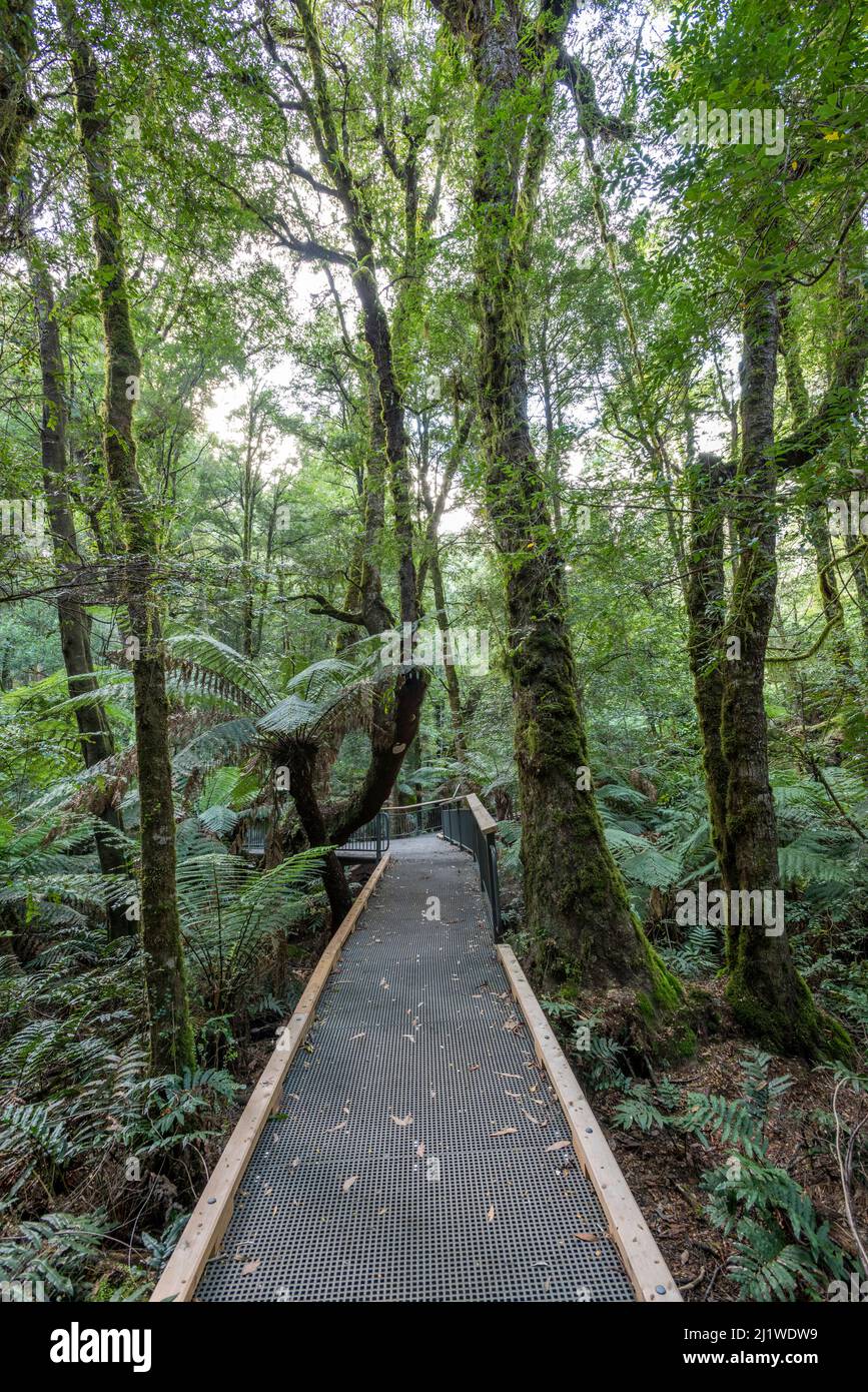 Rainforest boardwalk through spectacular Wirrawilla cool temperate ...