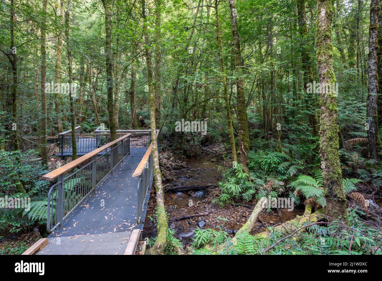 Rainforest boardwalk through spectacular Wirrawilla cool temperate ...
