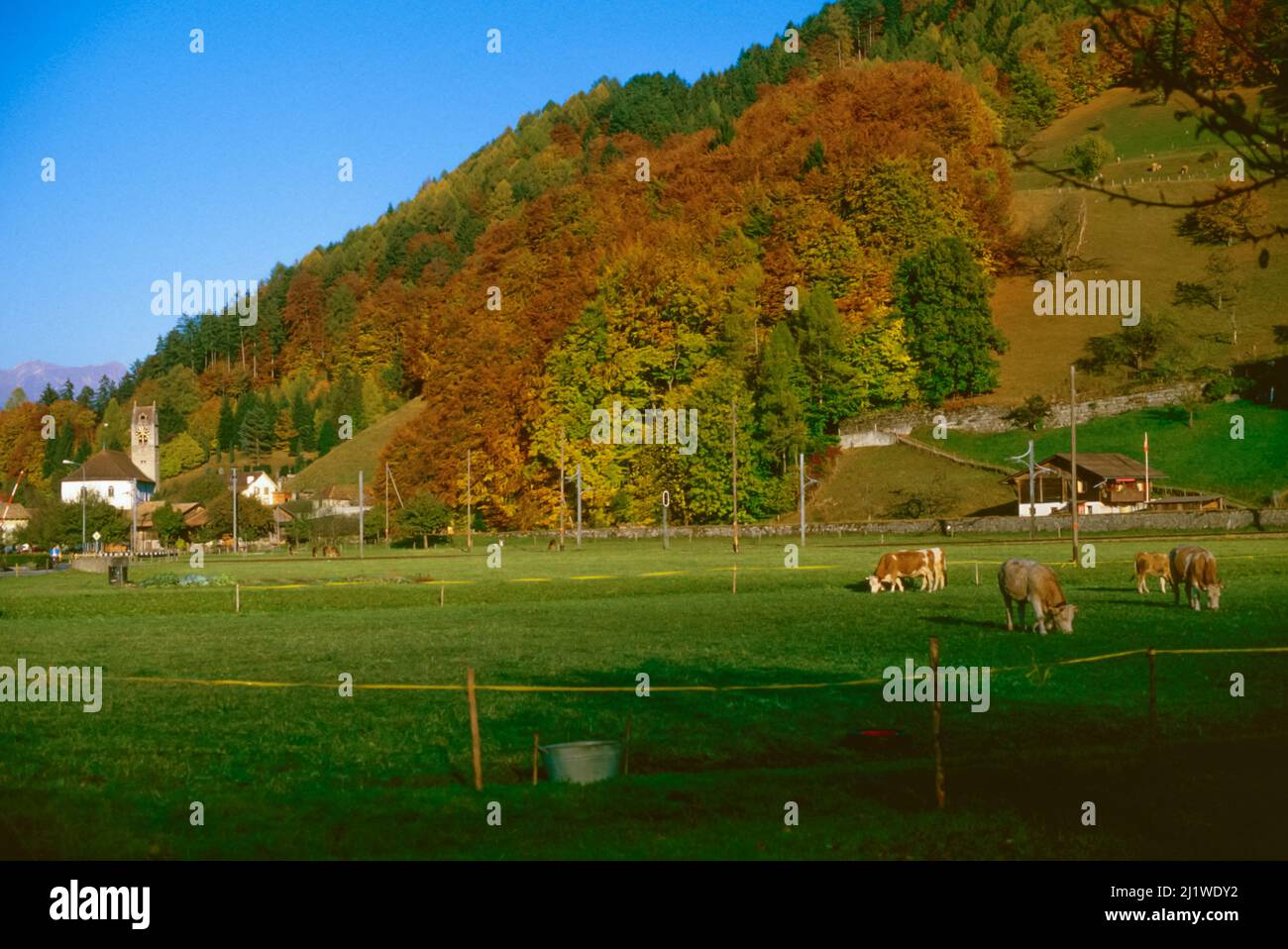 Autumn, near Wilderswil, Interlaken, Switzerland.Switzerland Stock ...