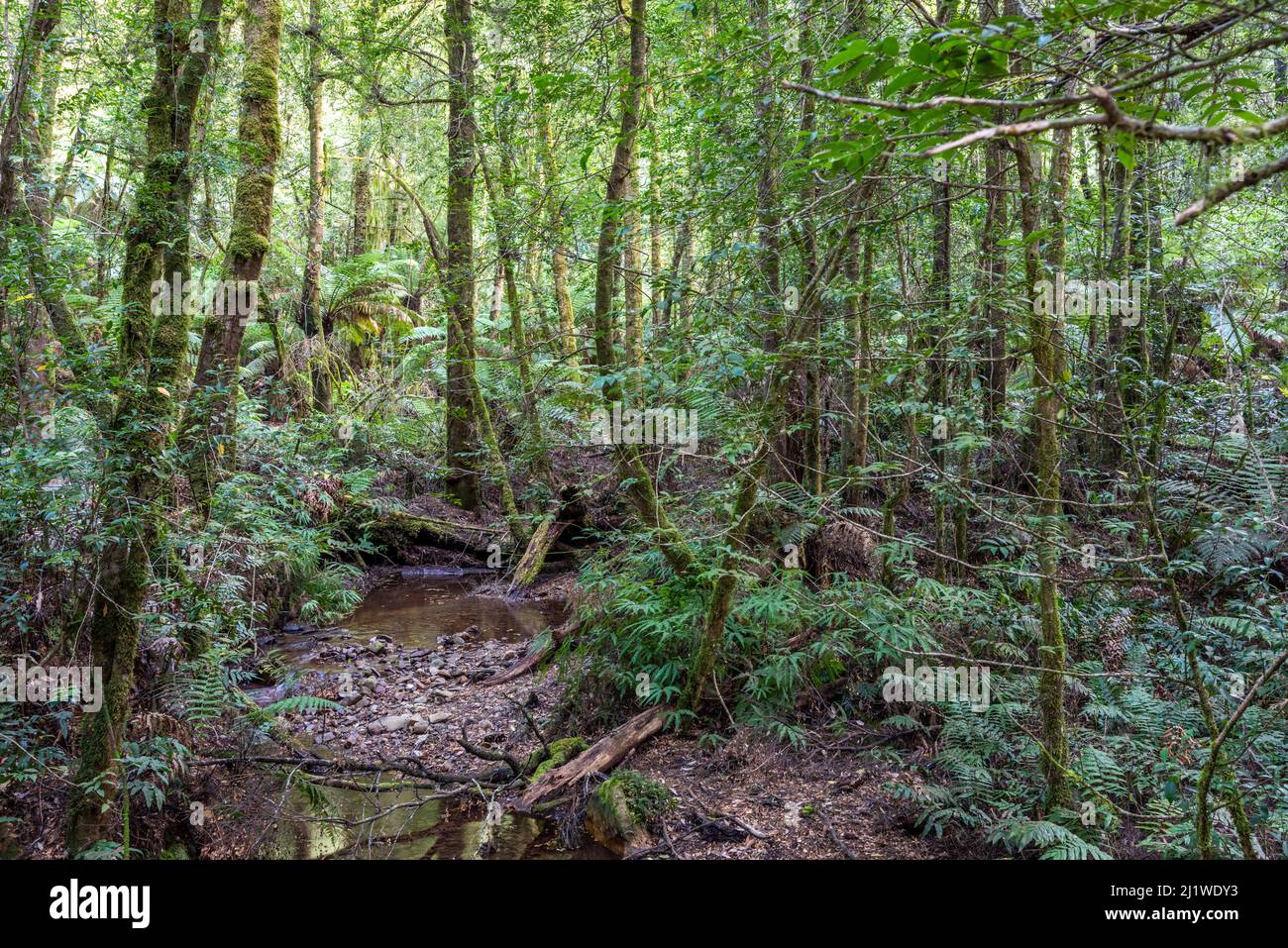 Forest creeks merge and flow beneath and around lush tree ferns and ...