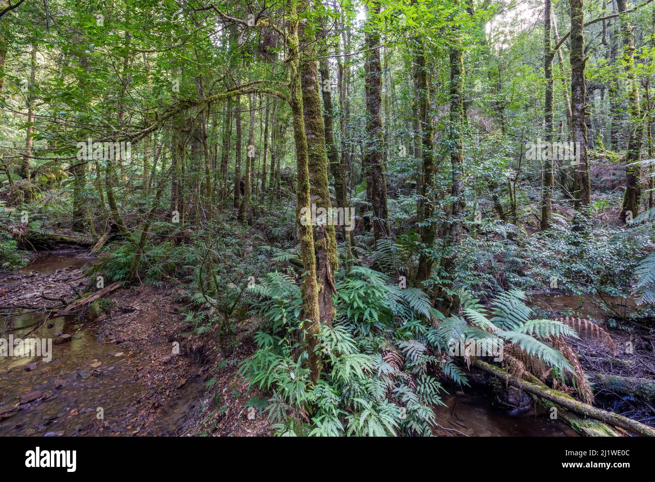 Forest creeks merge and flow beneath and around lush tree ferns and ...