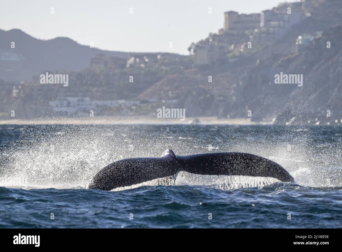 humpback whale slapping tail in cabo san lucas mexico Stock Photo - Alamy