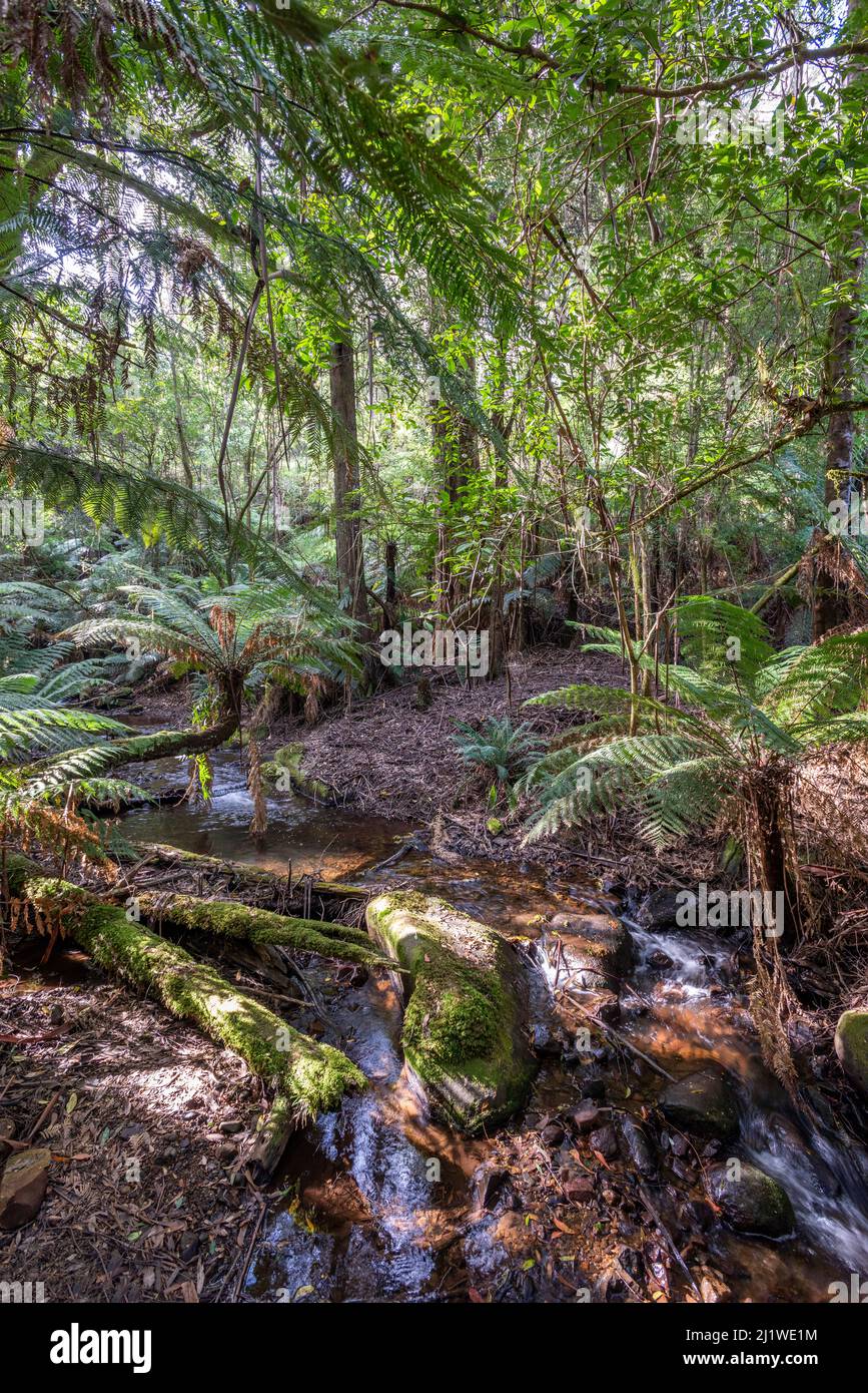 Forest creeks merge and flow beneath and around lush tree ferns and ...