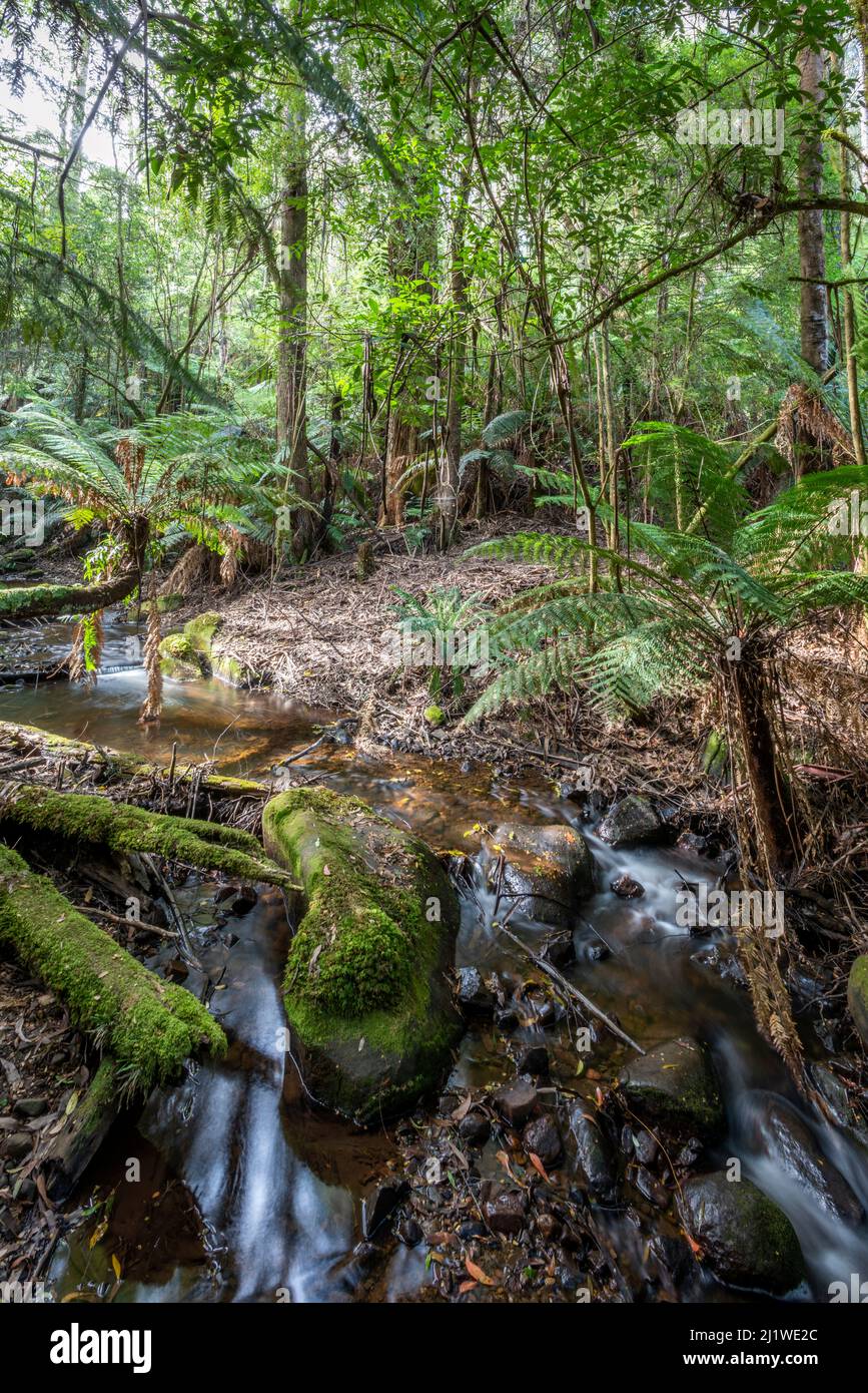 Forest creeks merge and flow beneath and around lush tree ferns and ...