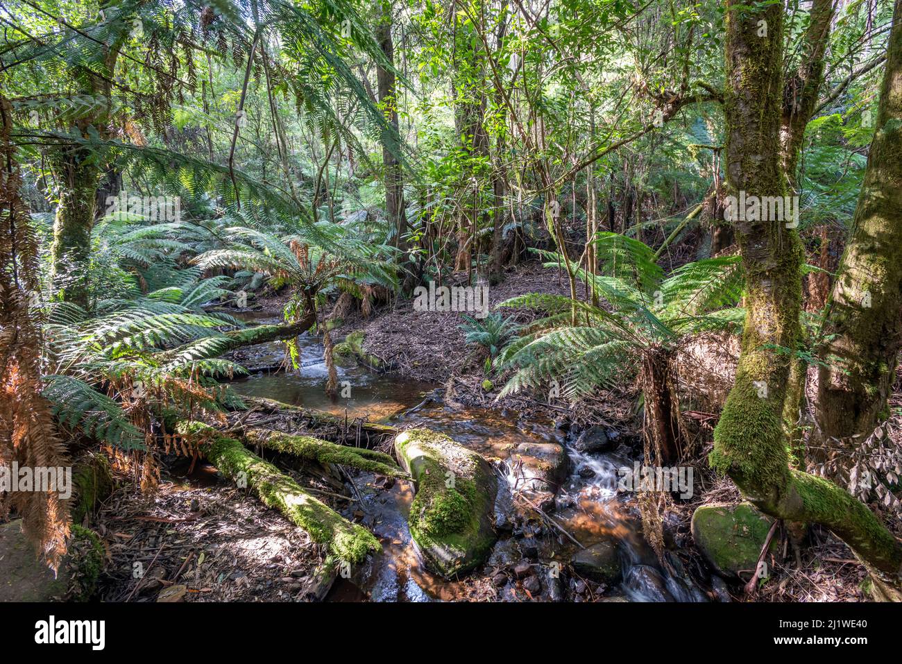 Forest creeks merge and flow beneath and around lush tree ferns and ...