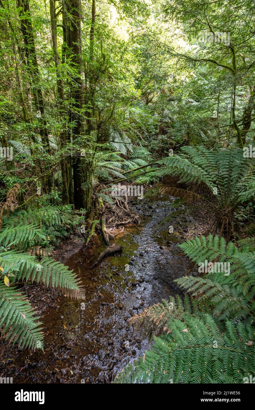 Forest creeks merge and flow beneath and around lush tree ferns and ...