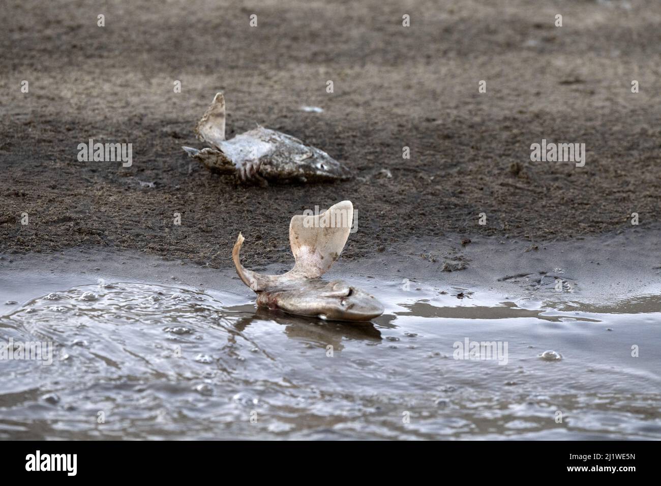 many dead shark heads on the beach after finning Stock Photo - Alamy
