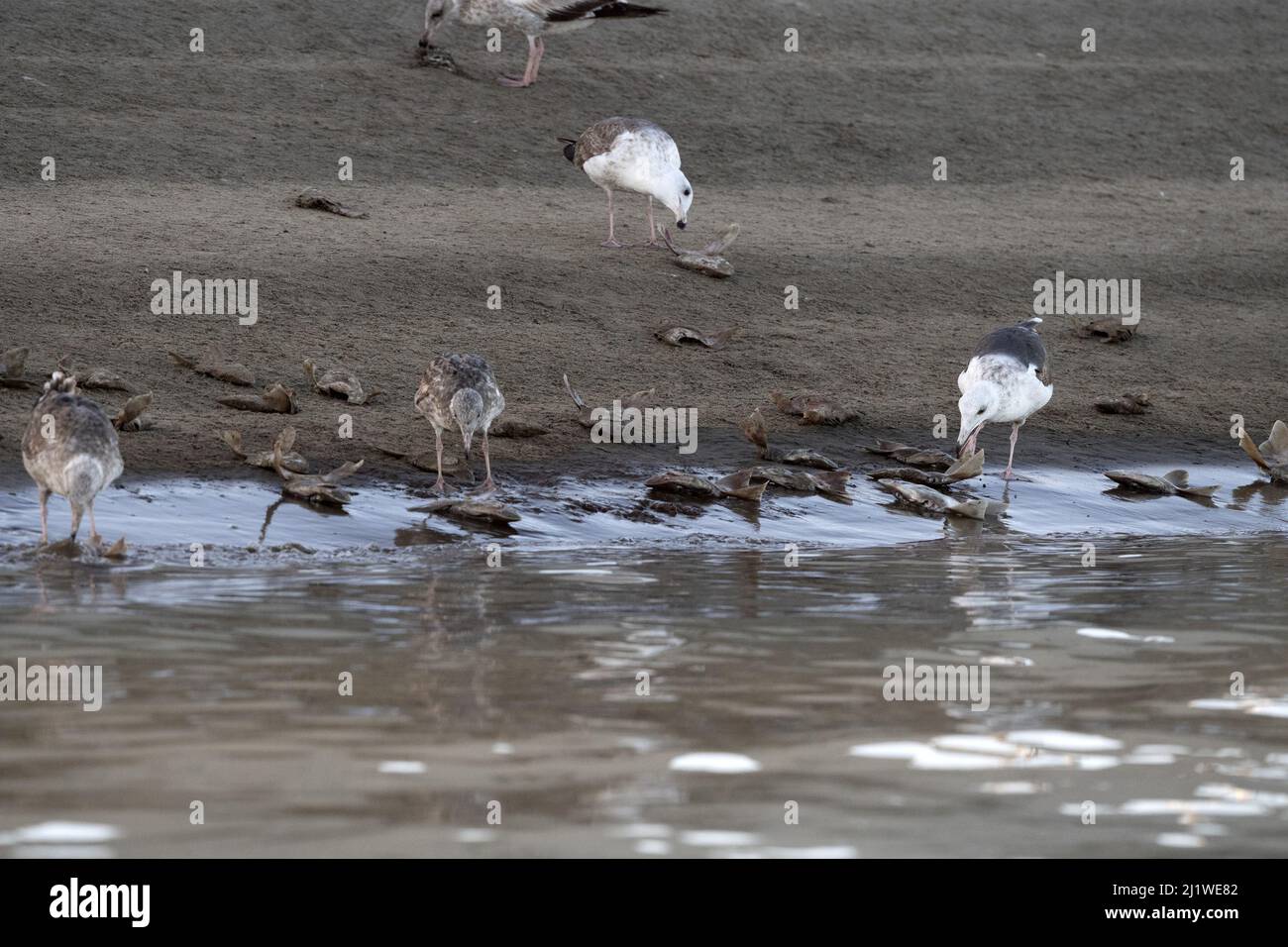 many dead shark heads on the beach after finning Stock Photo - Alamy