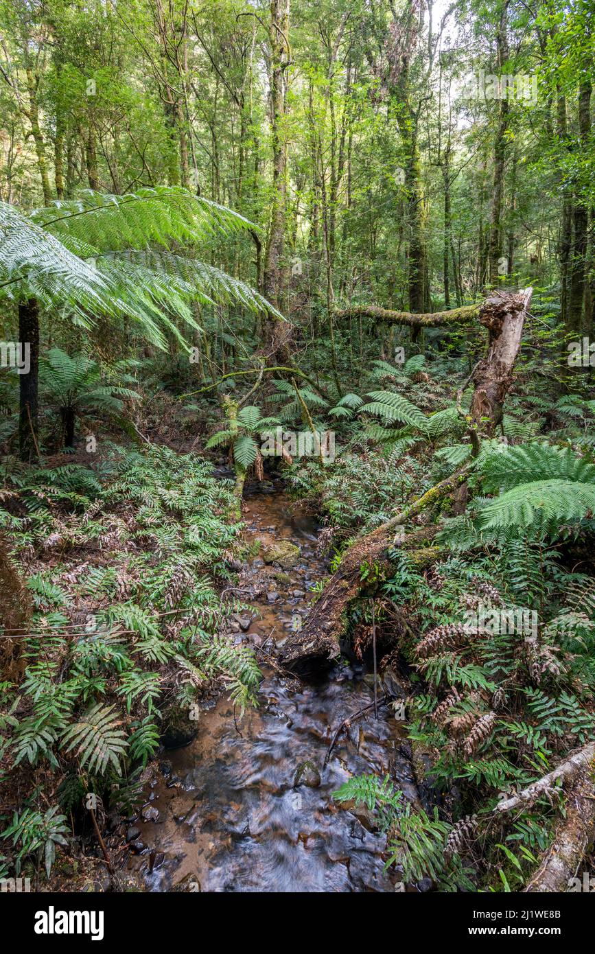 Forest creeks merge and flow beneath and around lush tree ferns and ...