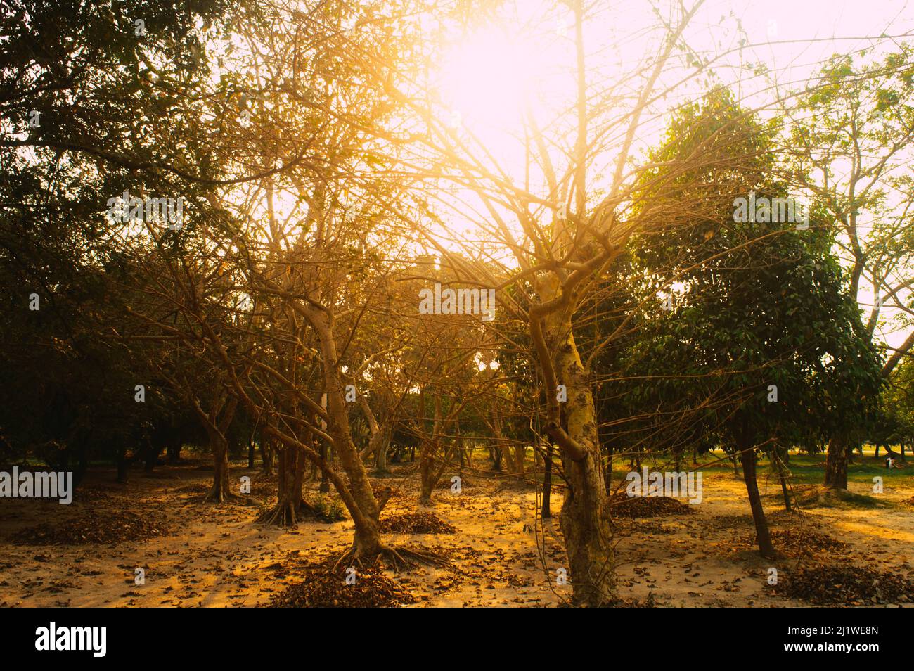 Wooded forest trees backlit by golden sunlight before sunset with sun ...