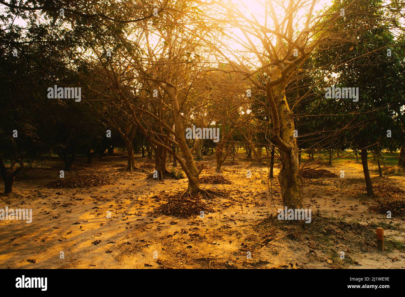 Wooded forest trees backlit by golden sunlight before sunset with sun ...
