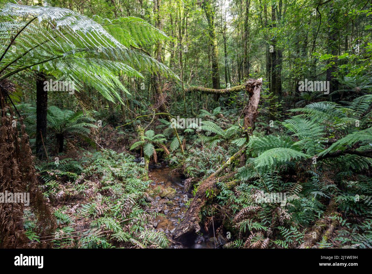 Forest creeks merge and flow beneath and around lush tree ferns and ...