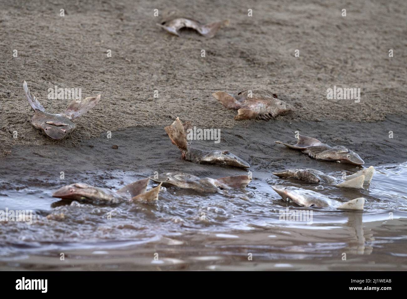 many dead shark heads on the beach after finning Stock Photo - Alamy
