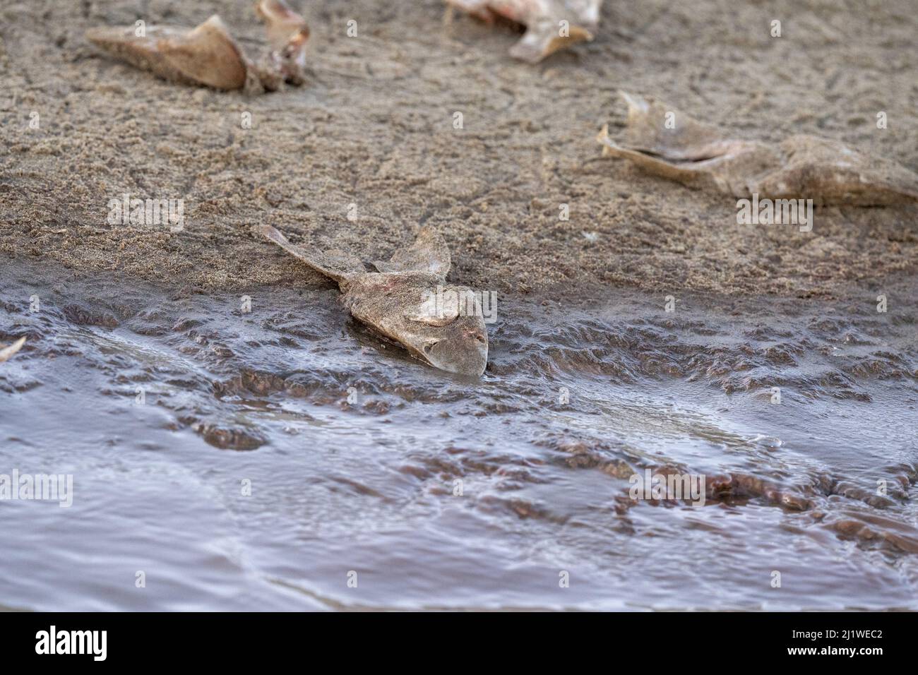 many dead shark heads on the beach after finning Stock Photo - Alamy