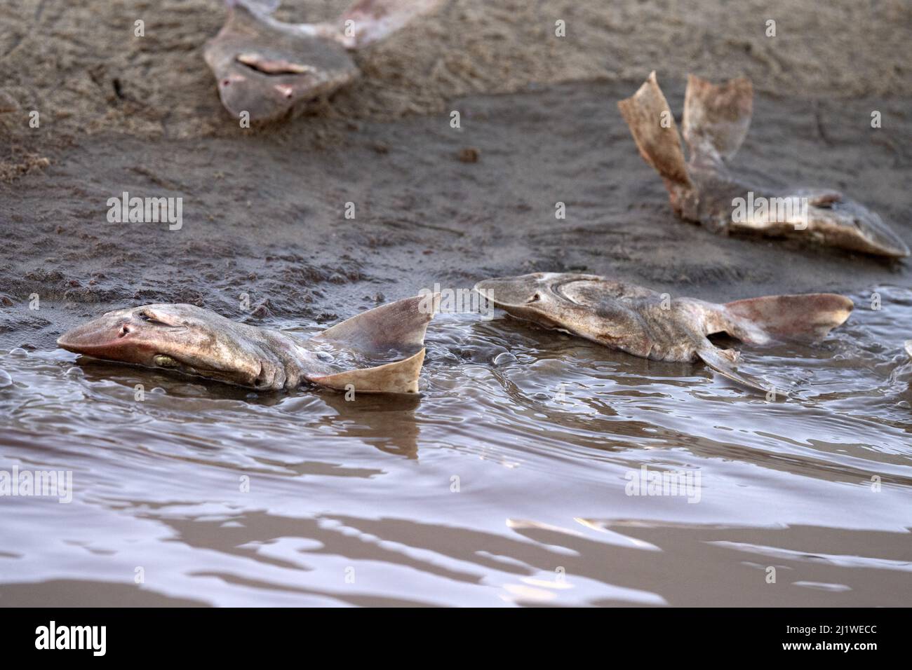 many dead shark heads on the beach after finning Stock Photo - Alamy