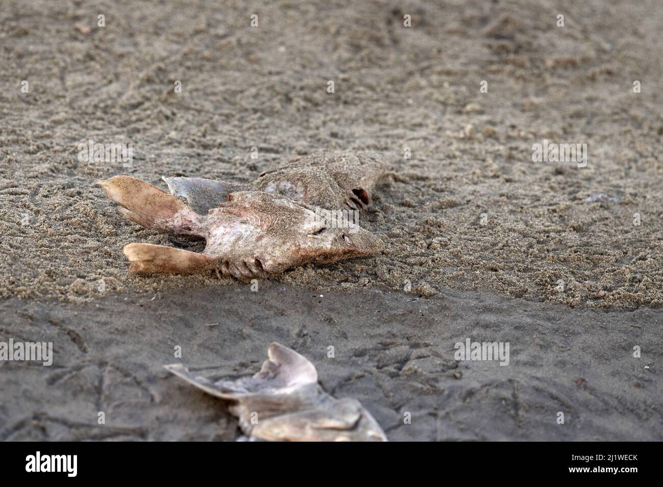 Shark heads hi-res stock photography and images - Alamy