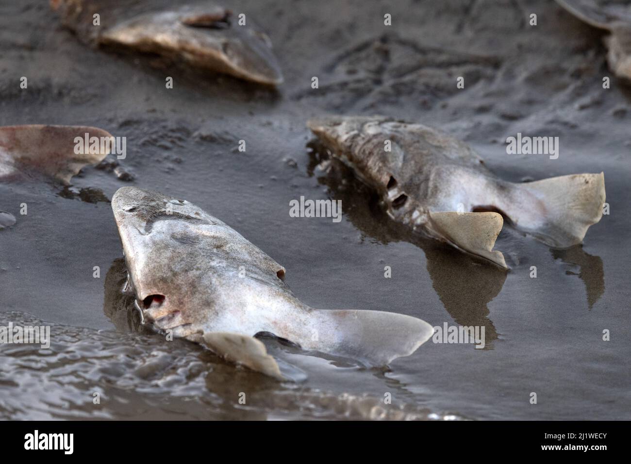 many dead shark heads on the beach after finning Stock Photo - Alamy