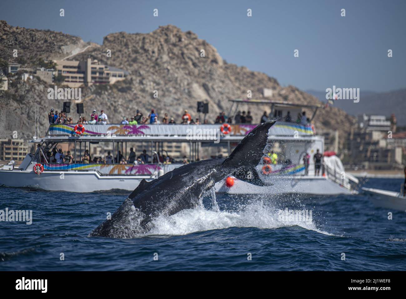 humpback whale slapping tail in cabo san lucas mexico Stock Photo - Alamy