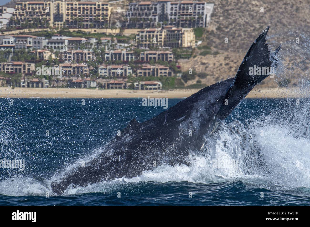 humpback whale slapping tail in cabo san lucas mexico Stock Photo - Alamy