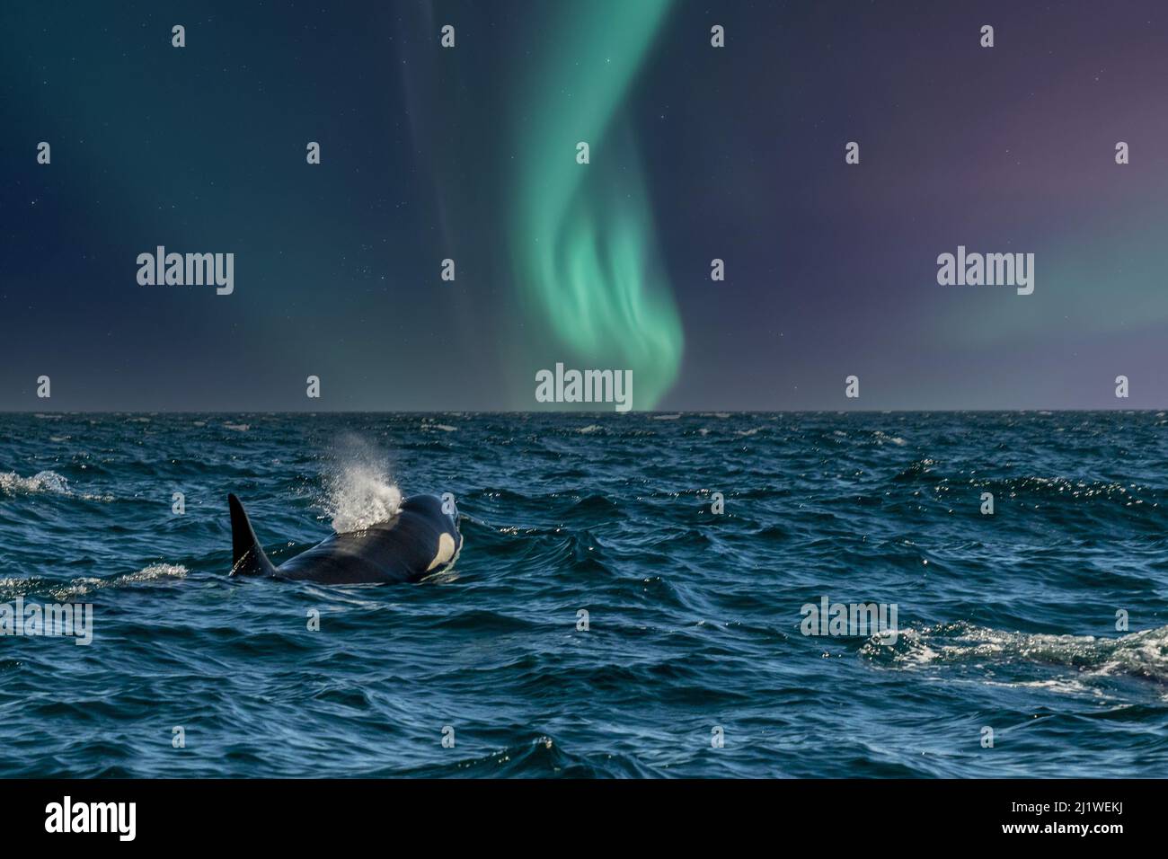 orca on northern lights background view Stock Photo - Alamy