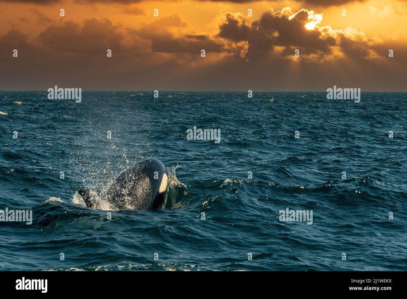 orca on sunset sky background view Stock Photo - Alamy
