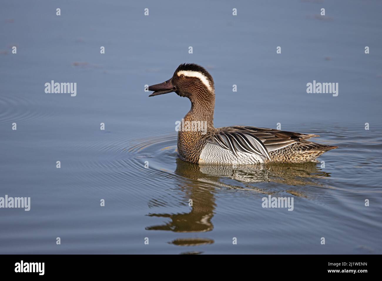 Garganey (Anas querquedula) drake calling Cley Marsh NWT Norfolk GB UK ...