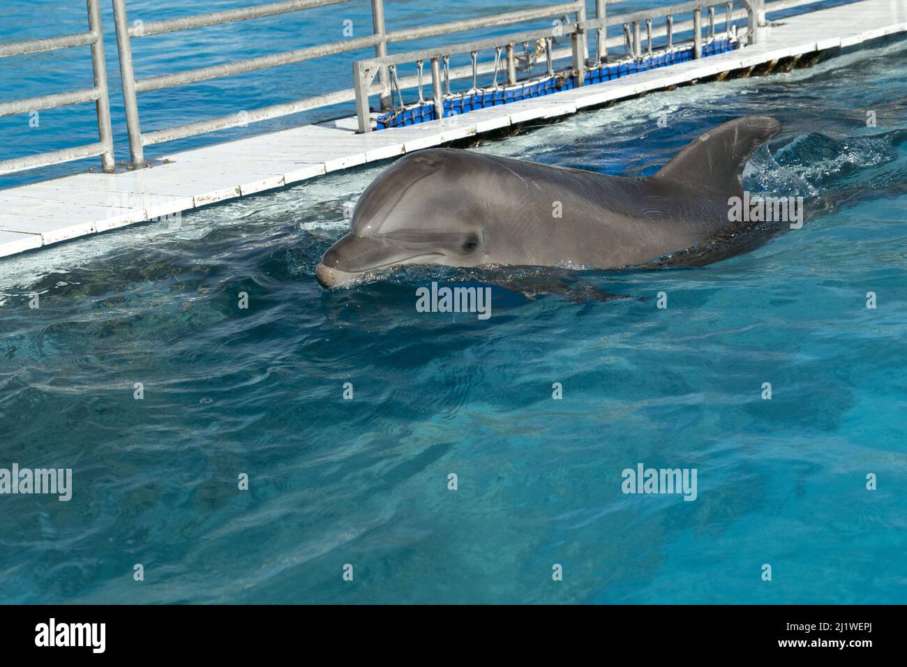 dolphin in aquarium coming to you Stock Photo - Alamy