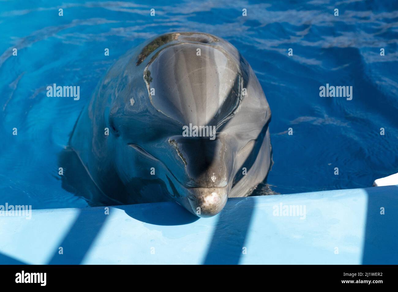 aquarium dolphin looking at you close up detail Stock Photo - Alamy