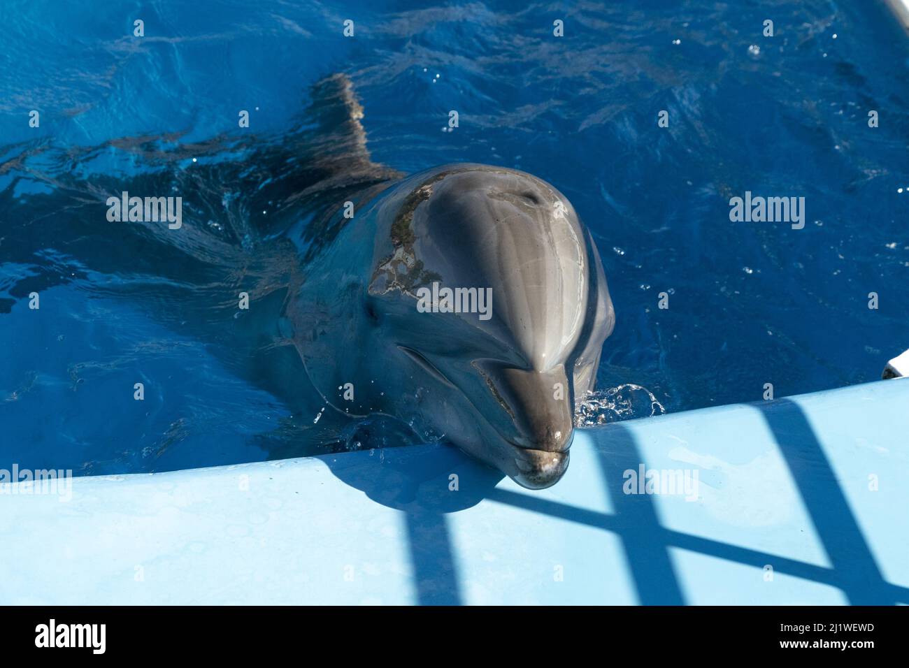 aquarium dolphin looking at you close up detail Stock Photo - Alamy