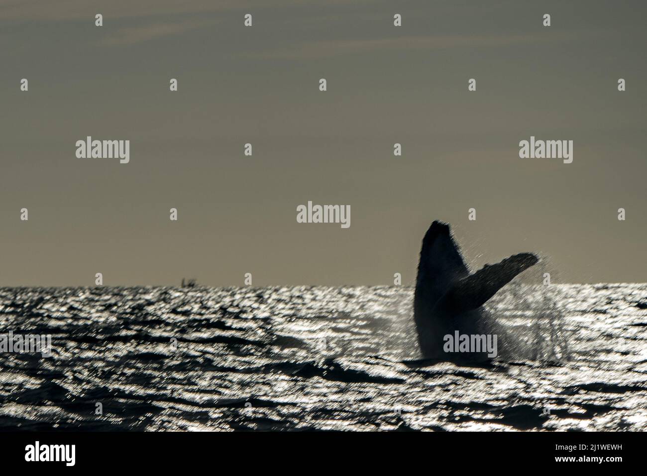 humpback whale breaching in cabo san lucas mexico artistic image Stock ...