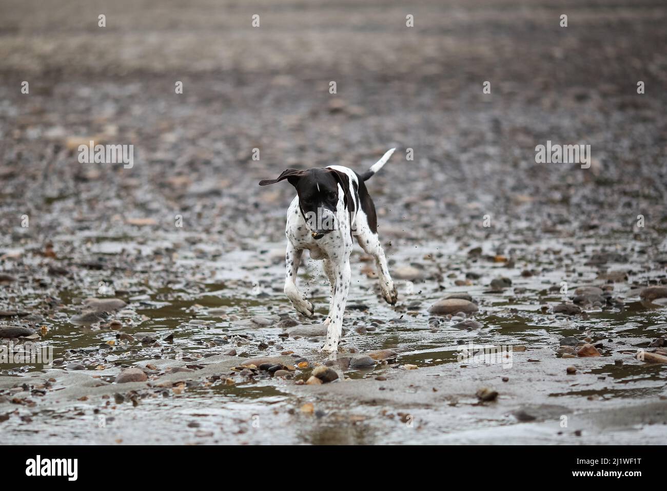 Dog english pointer running in the swamp, spring in the air Stock Photo ...
