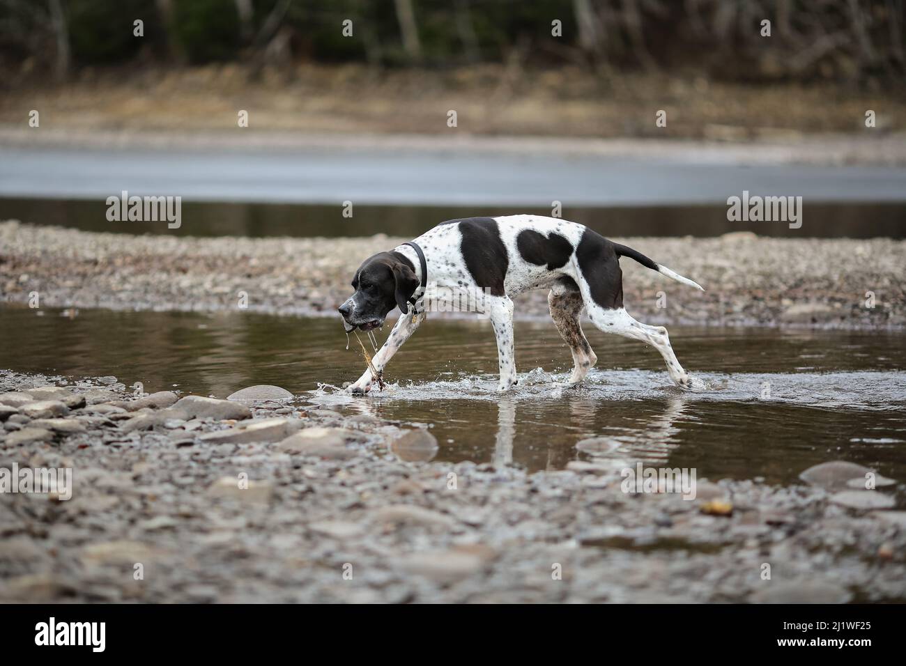 Dog english pointer runningat the lake , spring in the air Stock Photo ...
