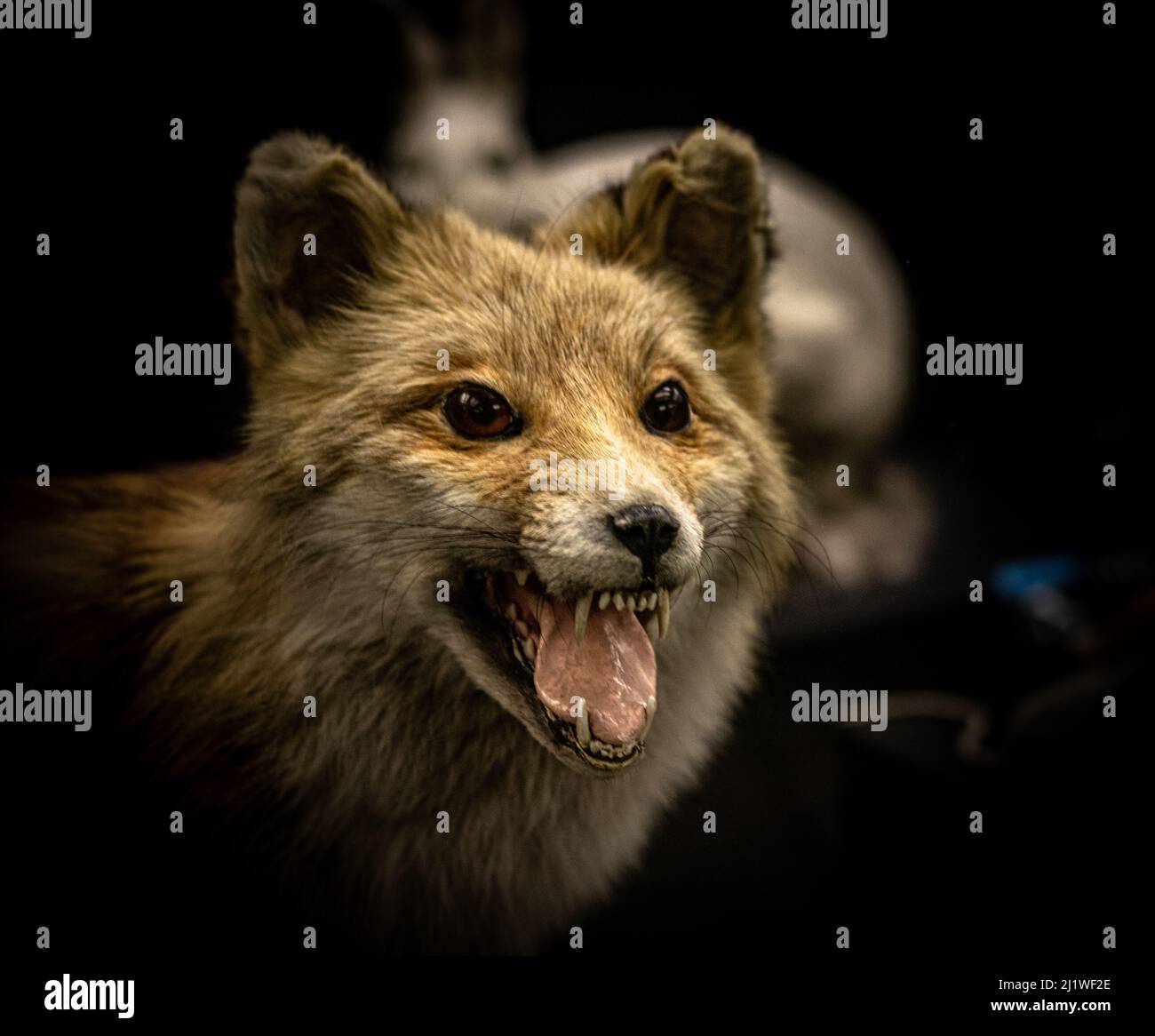 Fierce fox head hi-res stock photography and images - Alamy