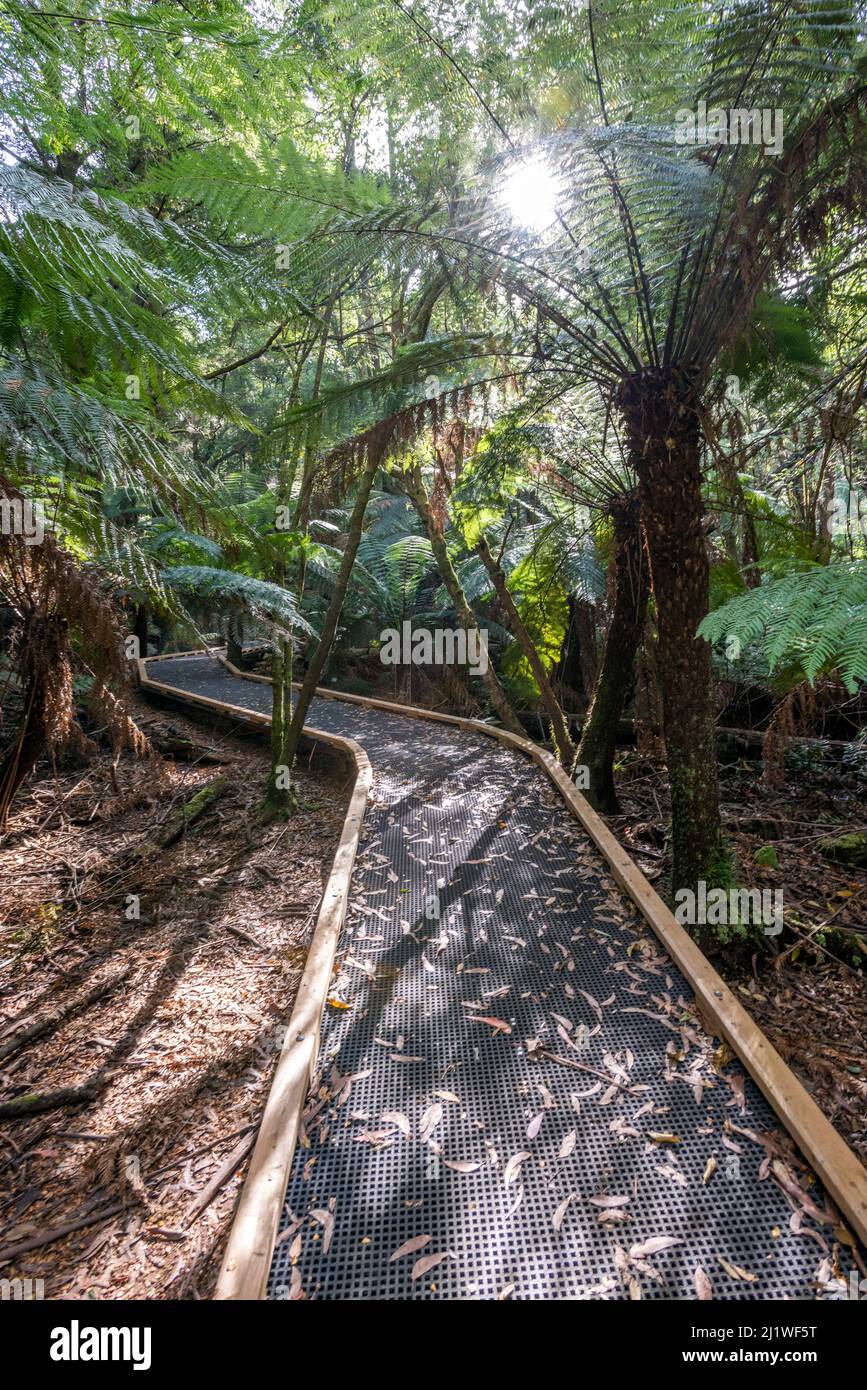 Rainforest boardwalk through spectacular Wirrawilla cool temperate ...