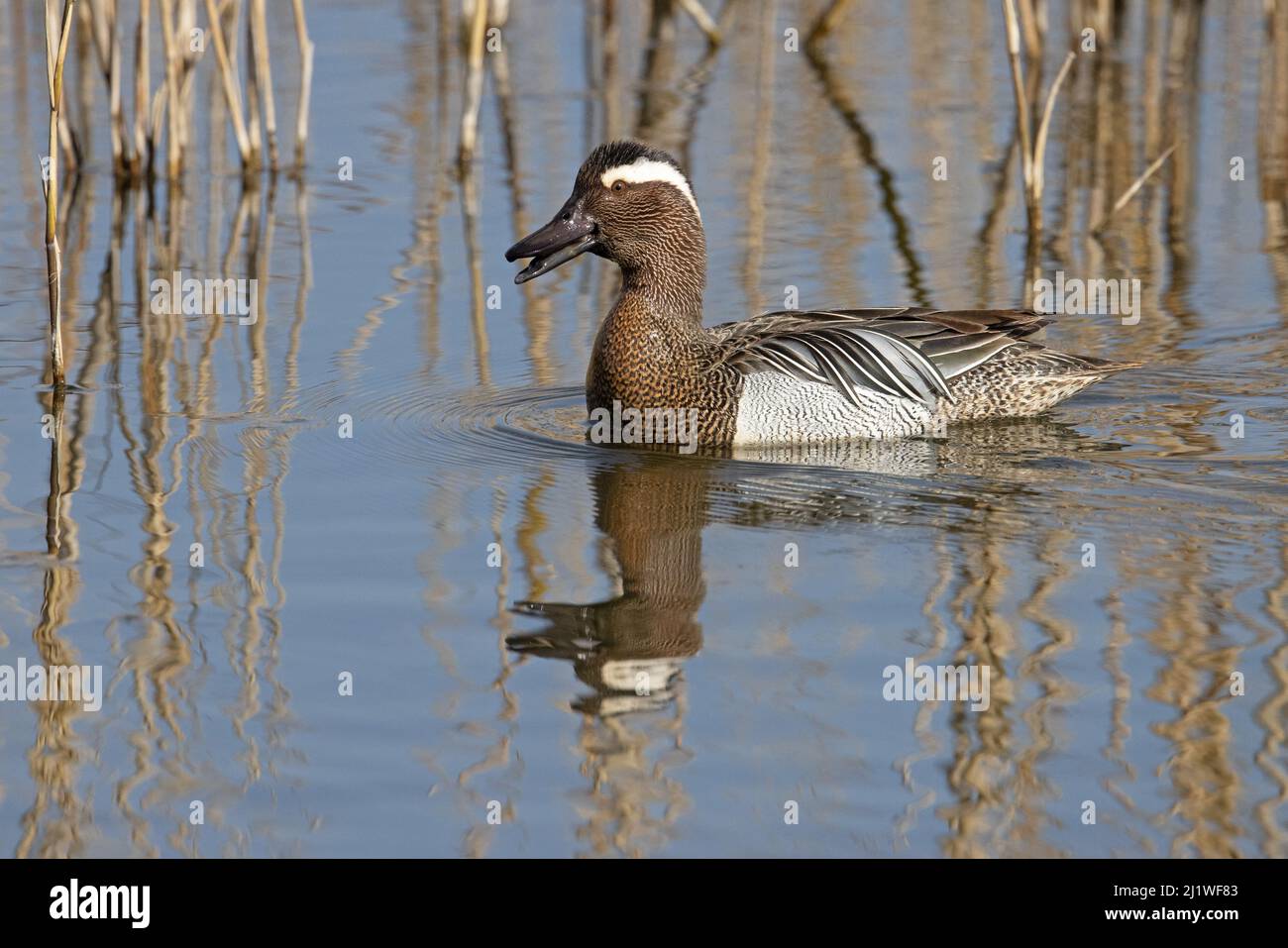 Garganey (Anas querquedula) drake calling Cley Marsh NWT Norfolk GB UK ...