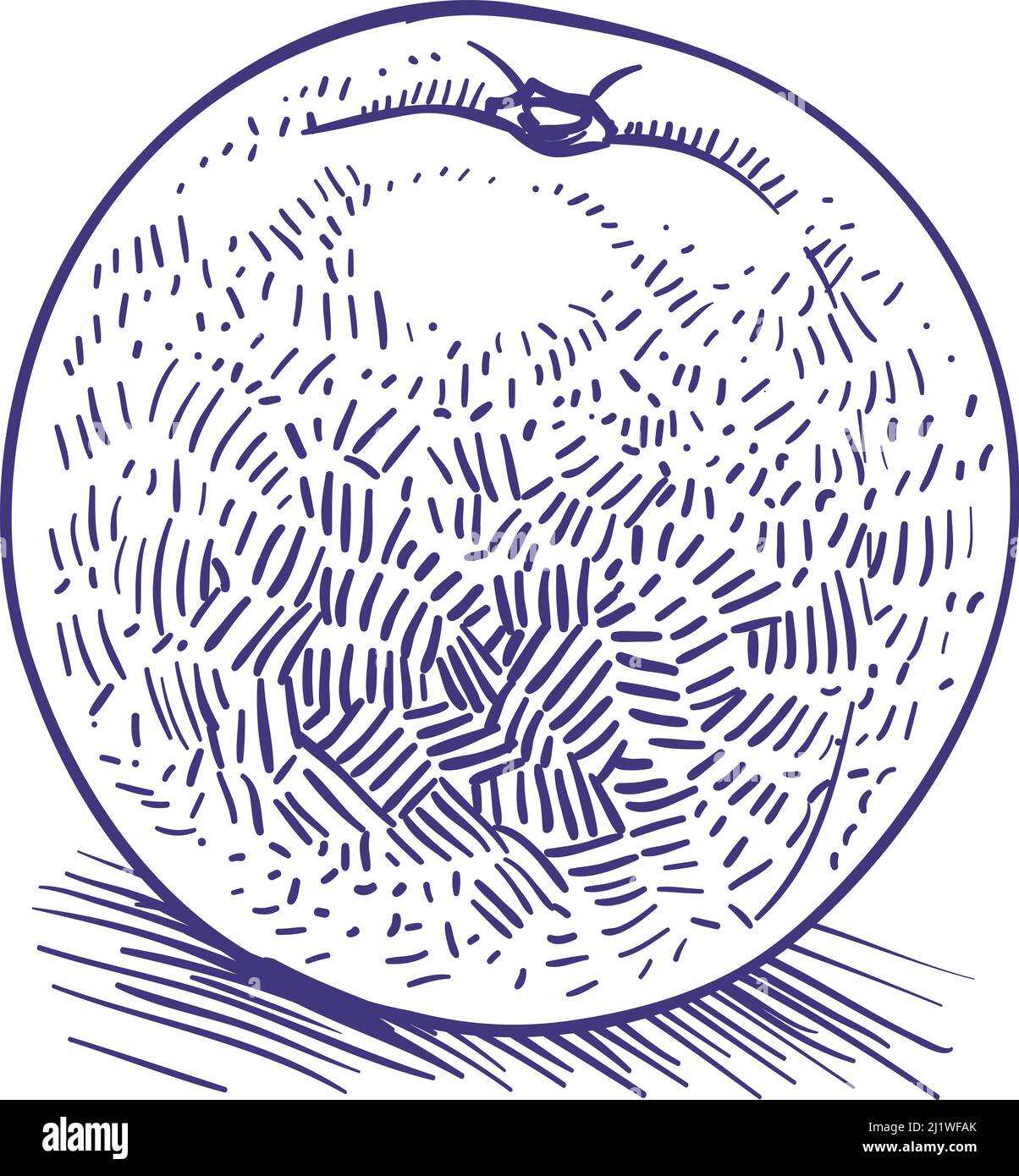 Fresh orange fruit engraving. Hand drawn whole citrus Stock Vector ...