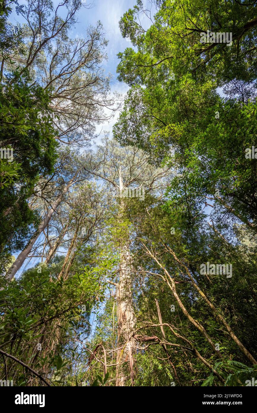 Forest creeks merge and flow beneath and around lush tree ferns and ...