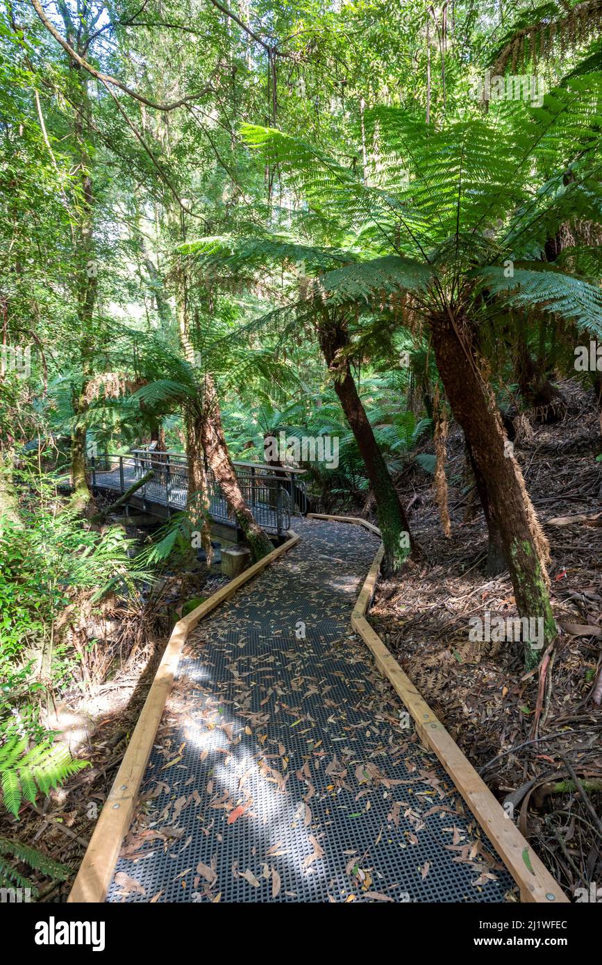 Rainforest boardwalk through spectacular Wirrawilla cool temperate ...