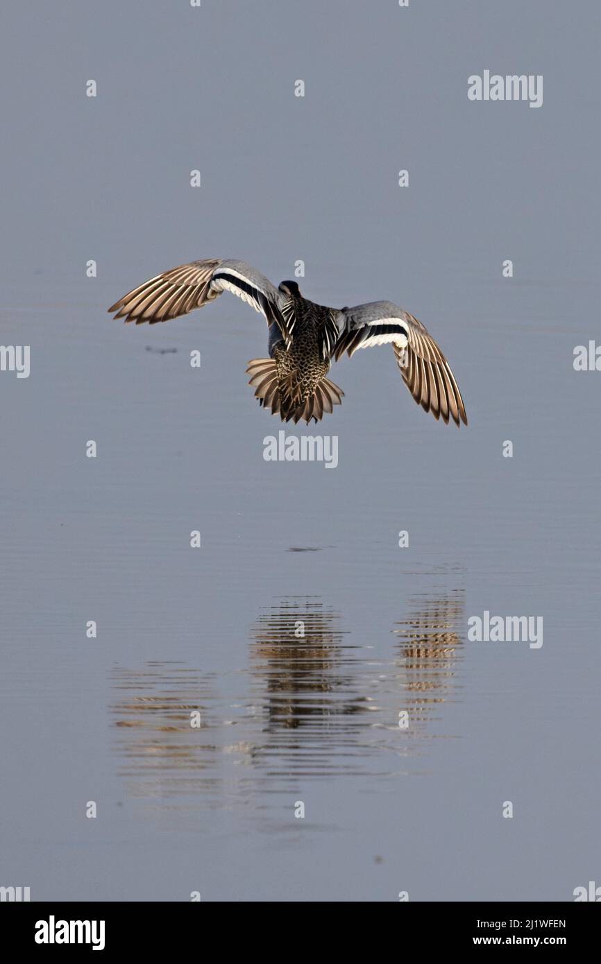Garganey duck flying hi-res stock photography and images - Alamy